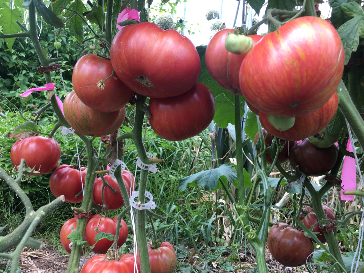 Tomato Archives - Wild Mountain Seeds